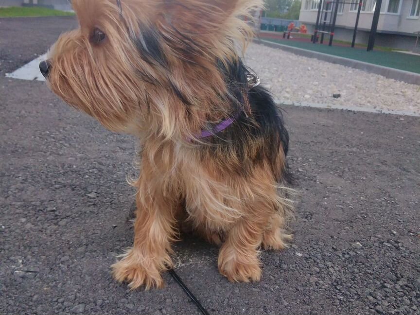 Йоркширский терьер