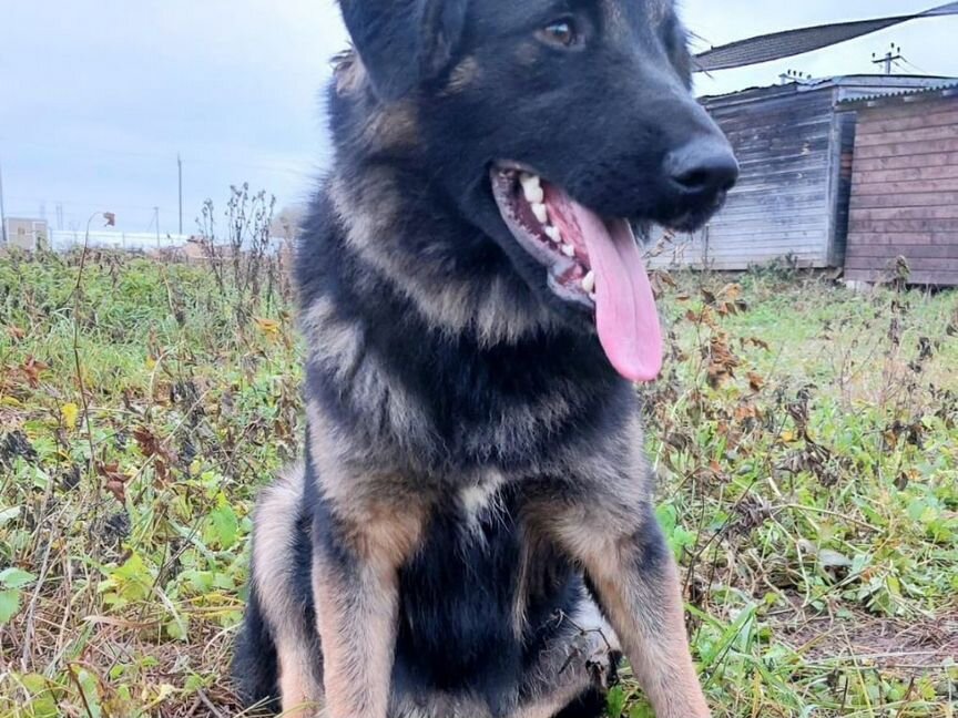 Кобель Босс в хорошую семью бесплатно