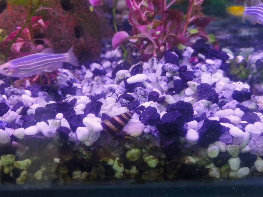 Улитки хилена