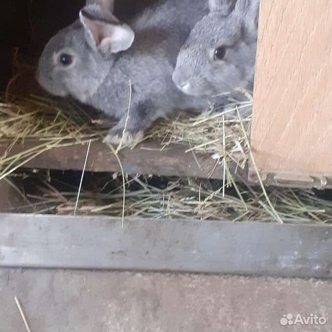 Продам крольчат