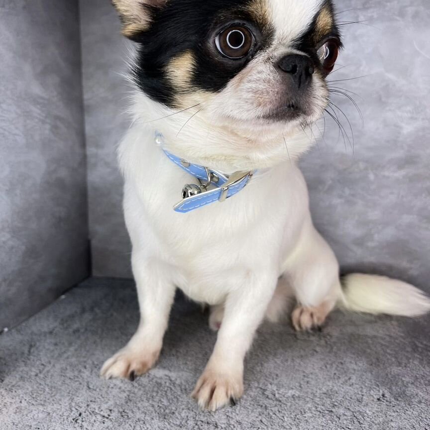 Взрослый мальчик Экзот