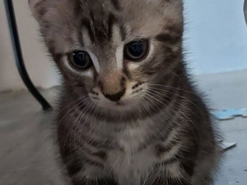 Котята в добрые руки приучены к лотку