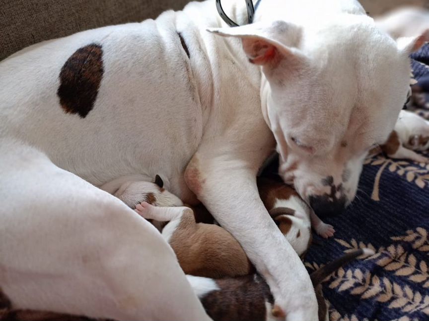 Стаффордширский терьер