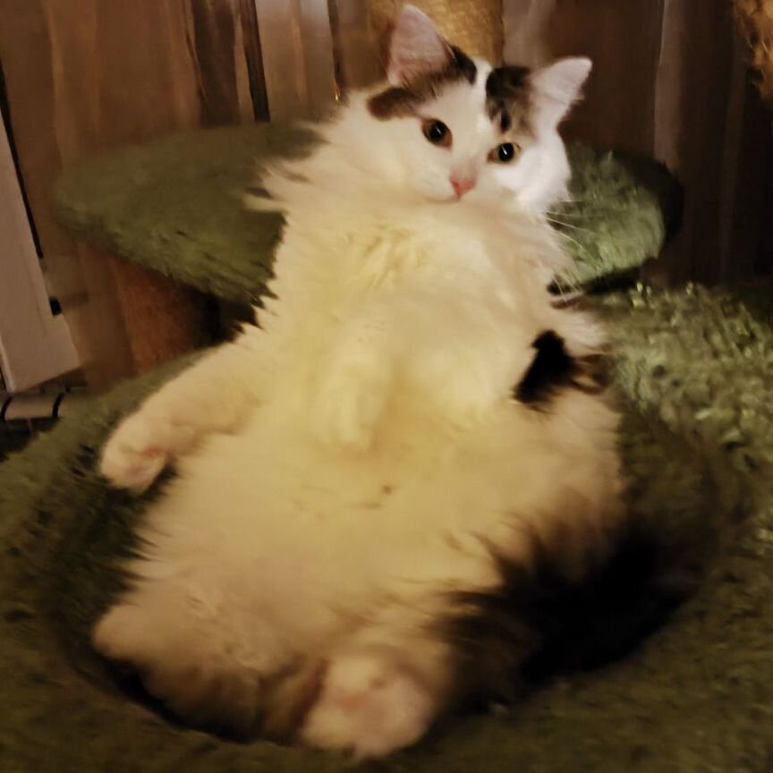 Кошечка сибирская 1год сказочная, стерилизованная