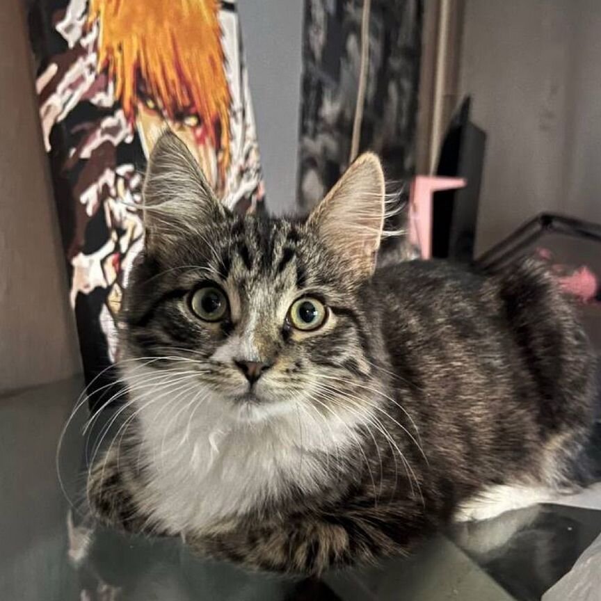 Котенок в дар