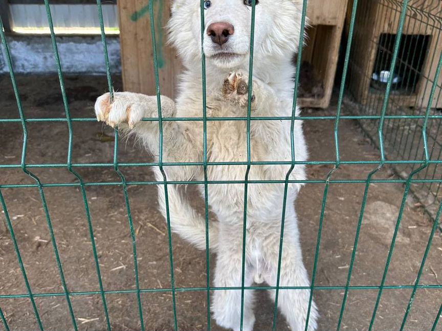 Отказались от собаки и отдали в отлов. Нужен дом