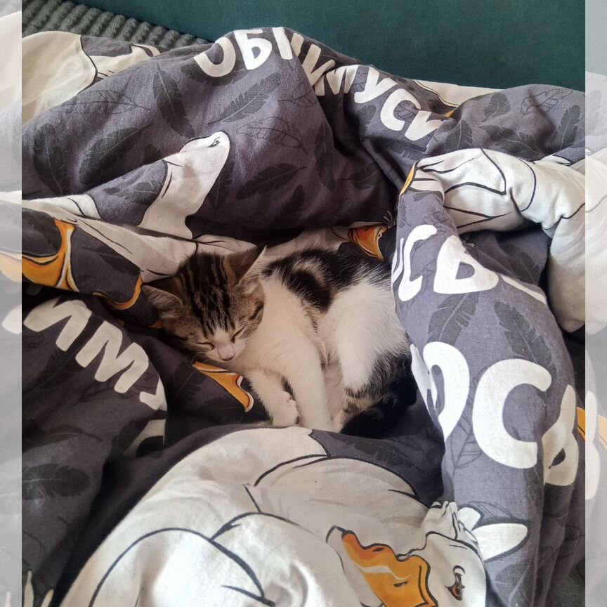 Котёнок в добрые руки