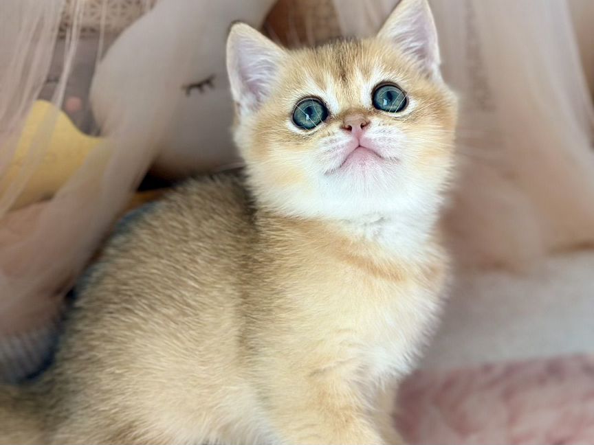 Золотая британская красавица