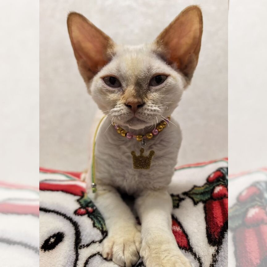 Девон-рекс котёнок