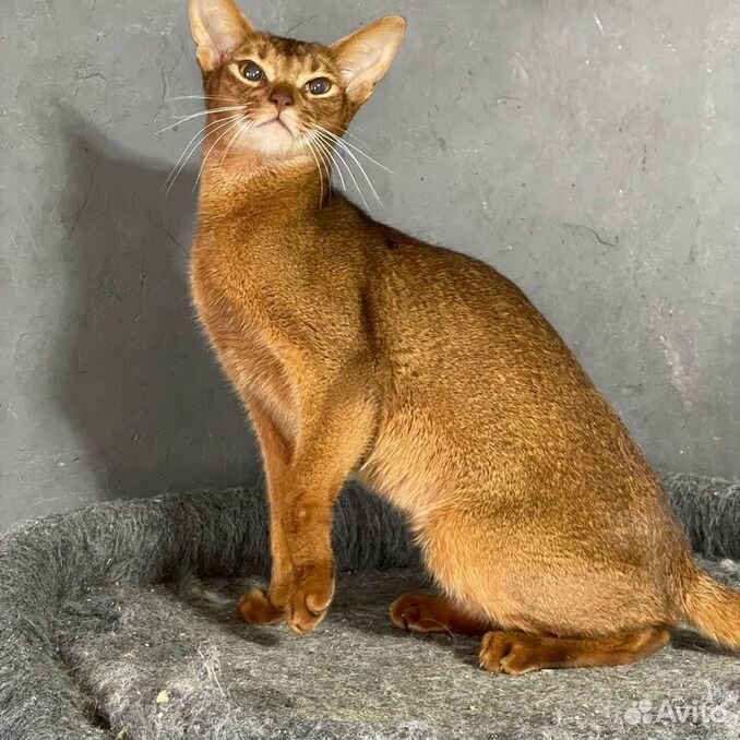 Абиссинская котята и взрослые производители