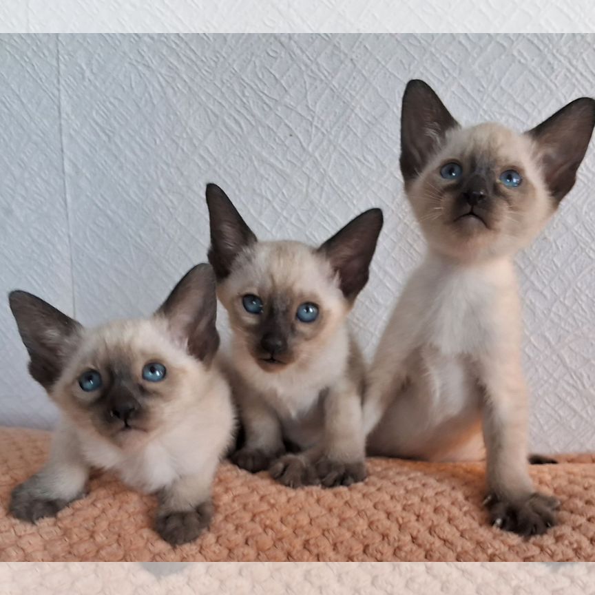 Ориентальные котята