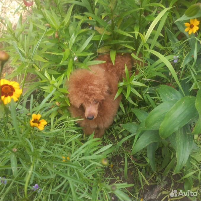 Абрикосовый очаровательный мальчик той пудель