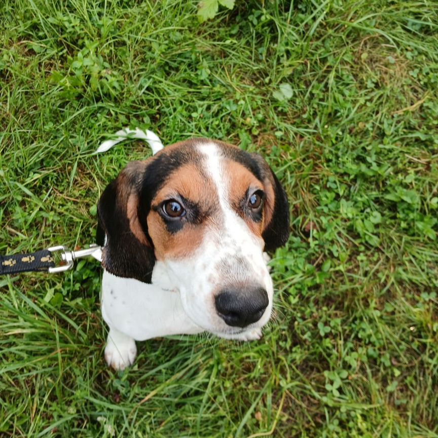 Собака эстонская гончая