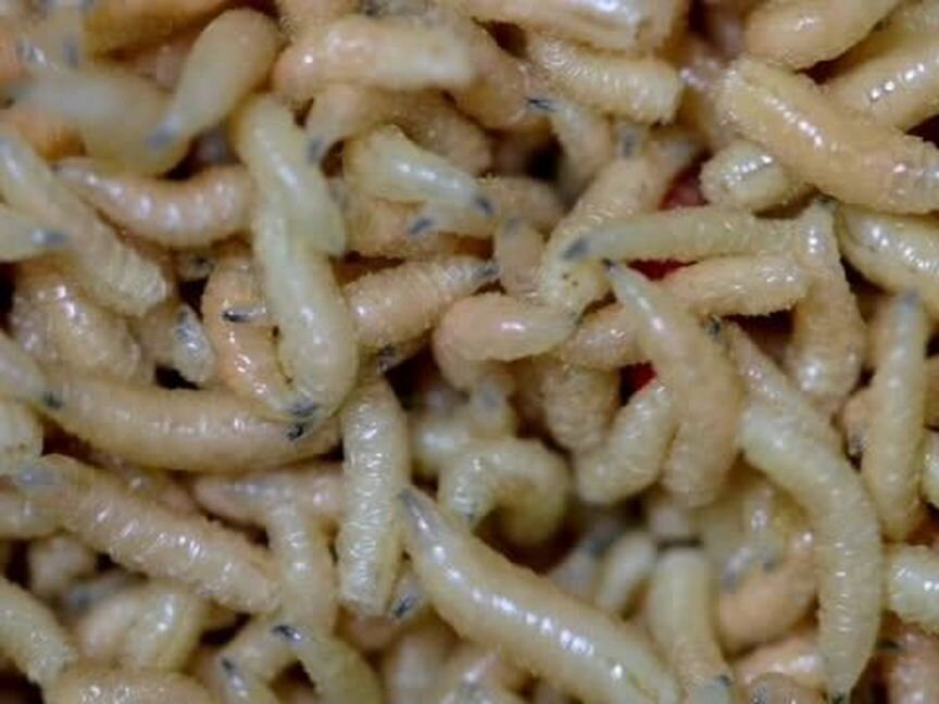 Наживка для рыбалки оптом и в розницу