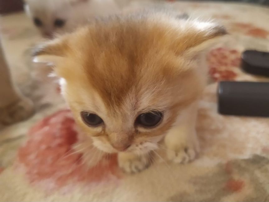 Британские котята