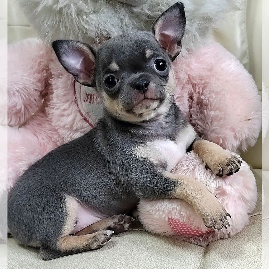 Чихуахуа, щенок