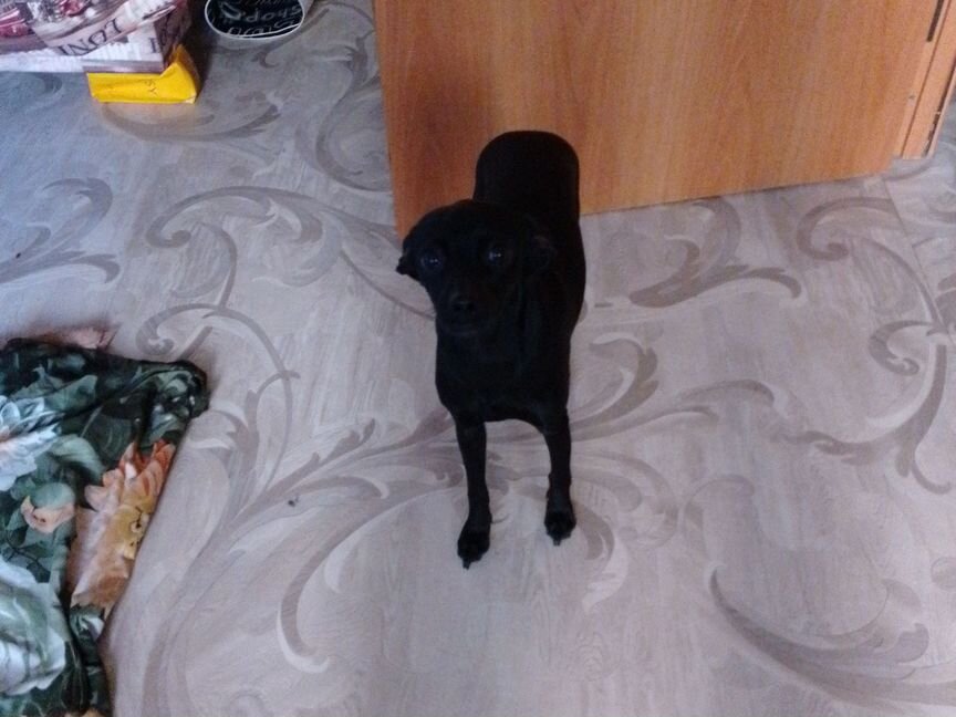 Порода не известно