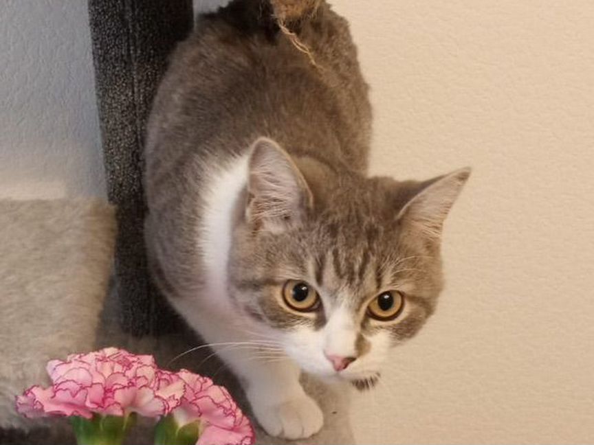 Котик в добрые руки