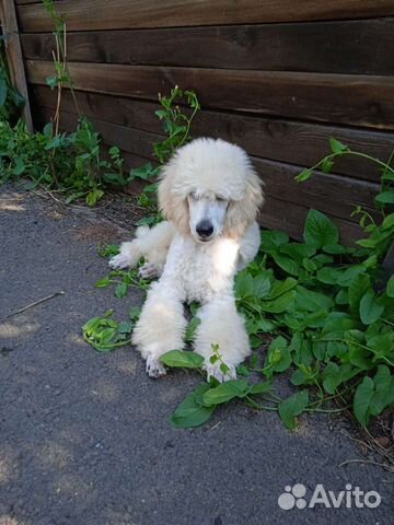 Большой пудель