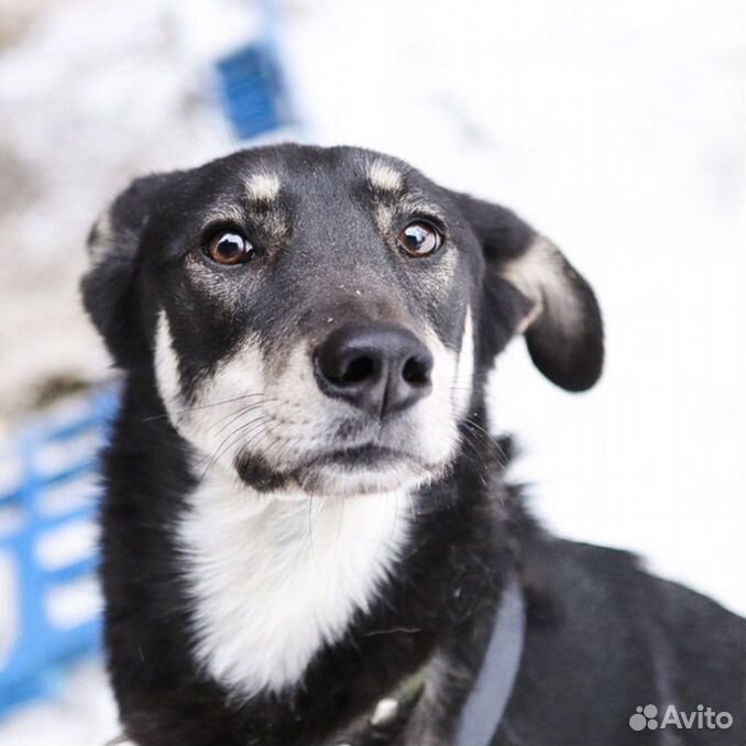 Нежная собака Дакота в добрые руки