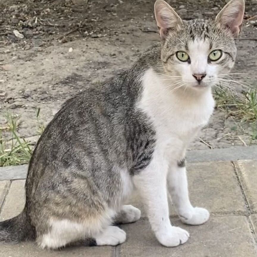 Котика хотят убить Спасите его