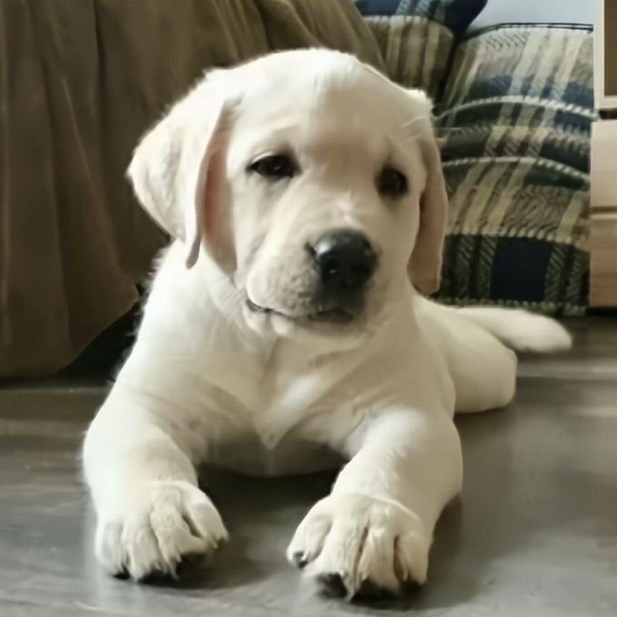 Лабрадор-ретривер, щенок