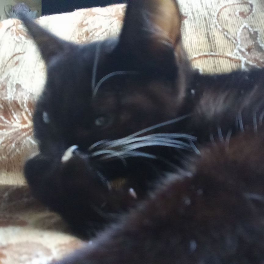 Отдаю взрослых бездомных животных