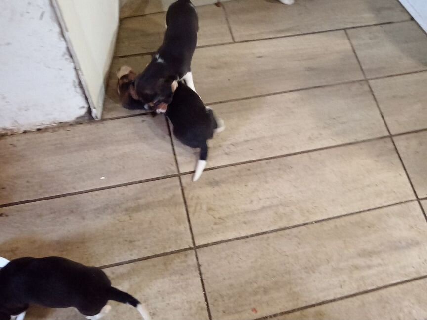 Эстонская гончая щенки