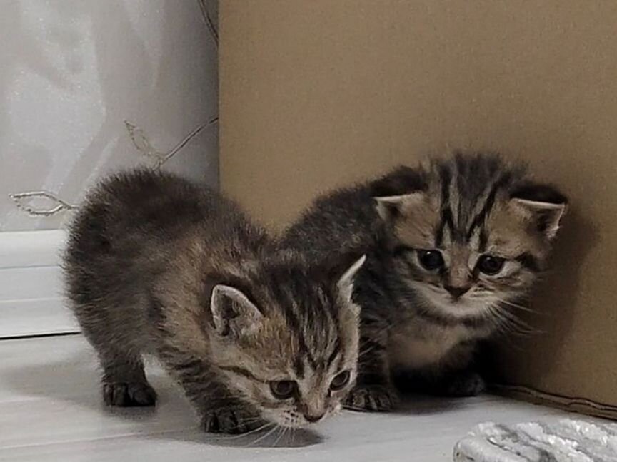Британские котята