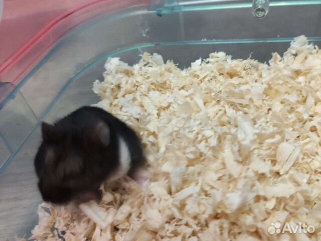 Хомячки джунгарики