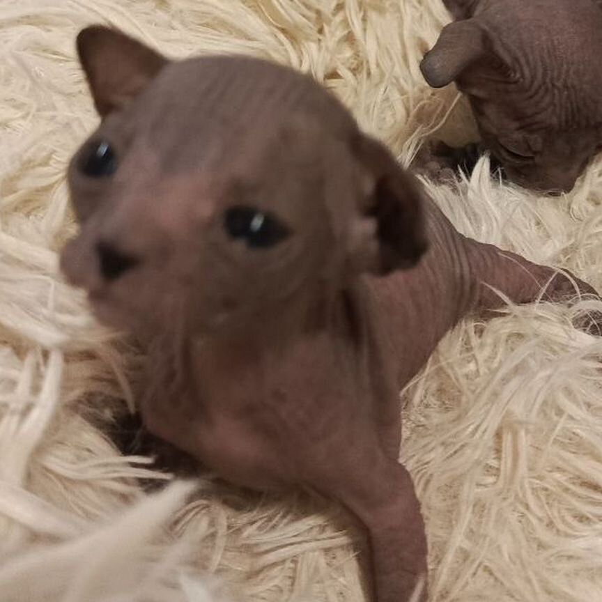 Донской сфинкс котёнок