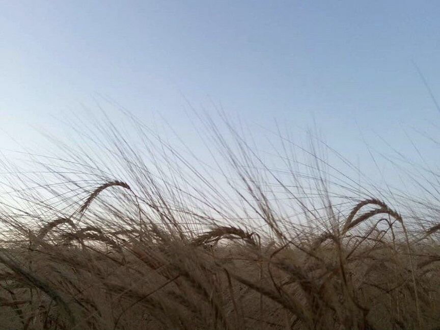 Пшеница (тритикале)