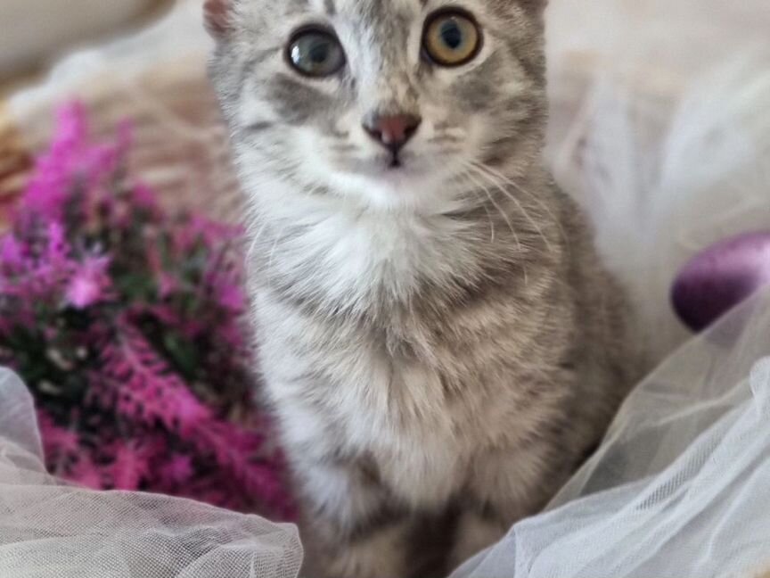 Брутальный котенок Гришка