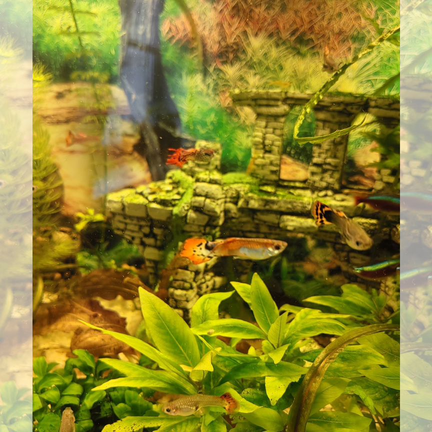 Рыбки гуппи