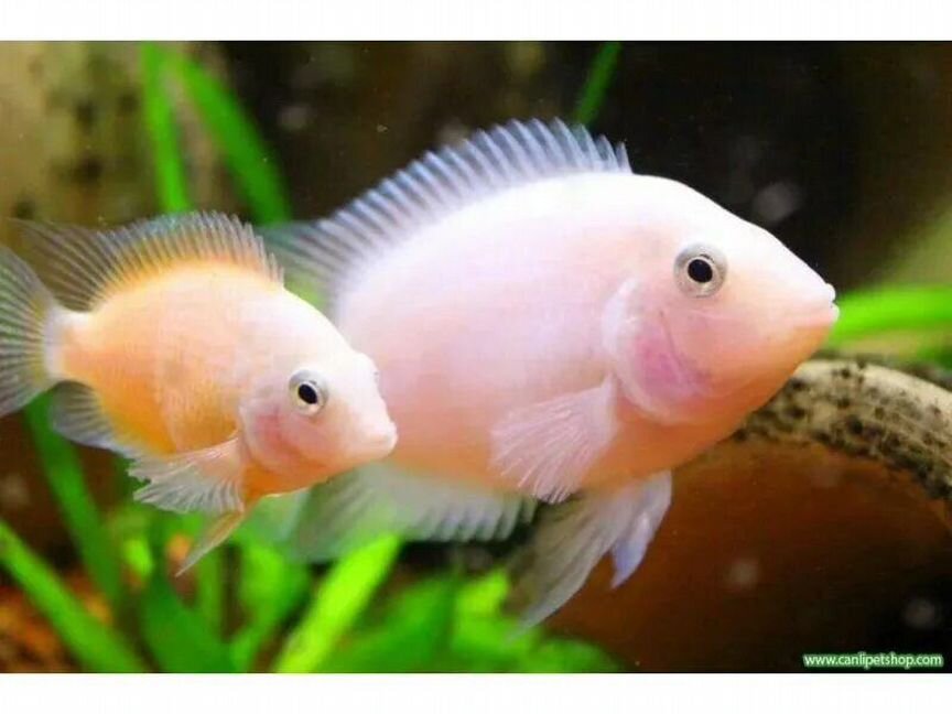 Аквариумные рыбки поменяюсь или продам