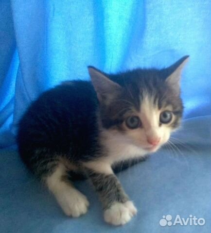 Котики бесплатно в добрые руки