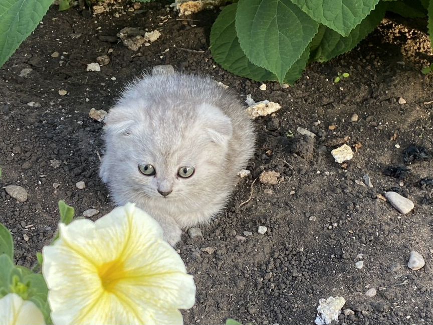 Шотландские котята