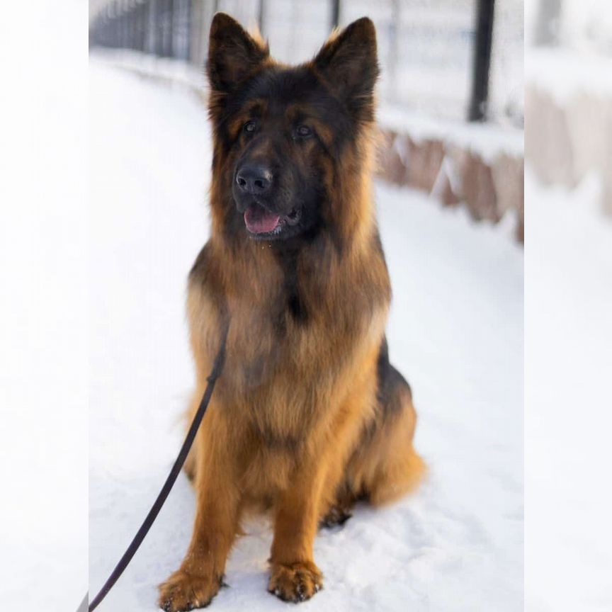 Немецкая овчарка, вязка