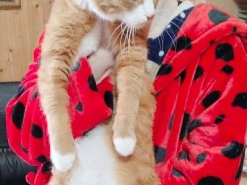 Котик в беде