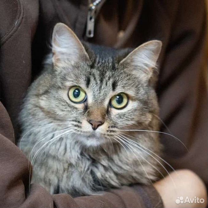 Сибирская кошка Дотти в добрые руки