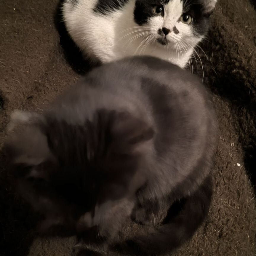 Отдам в добрые руки кошечку