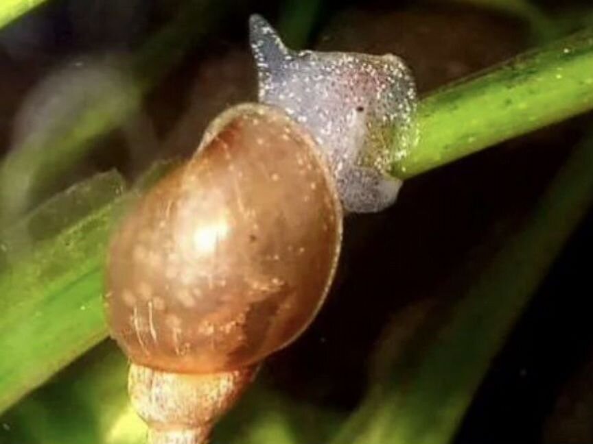 Улитка покемон