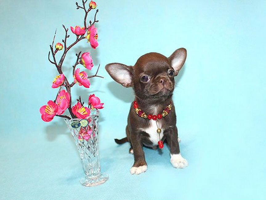 Очень красивый шоколадный малыш