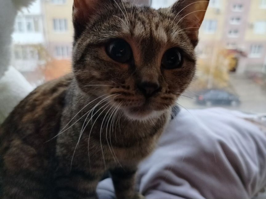 Кошка в дар