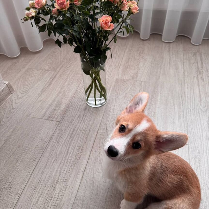 Щенки корги
