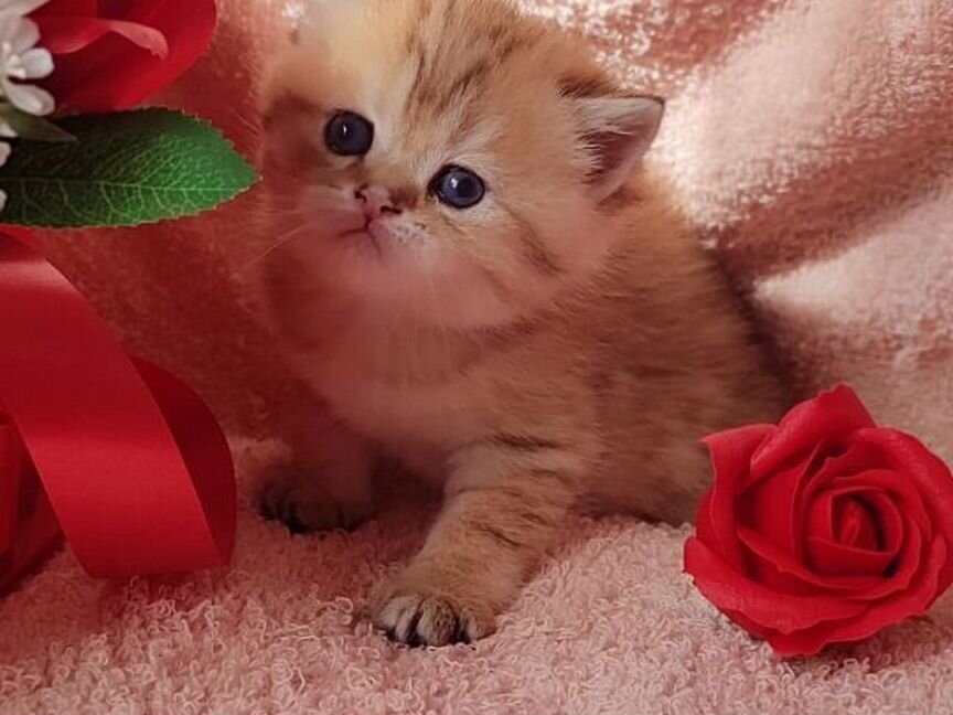 Шотландские котята