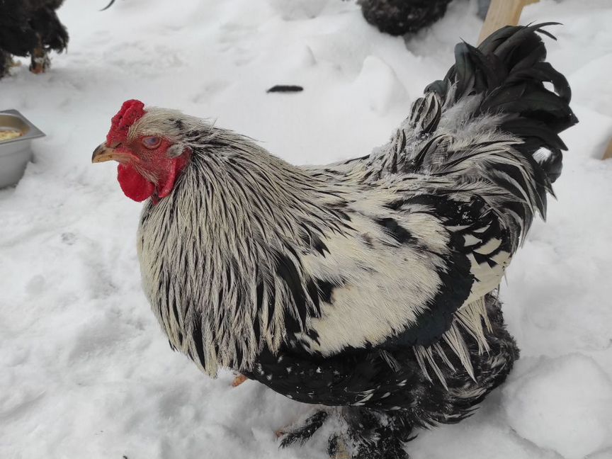 Куры петухи