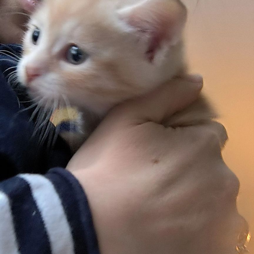Рыжий котенок в добрые руки