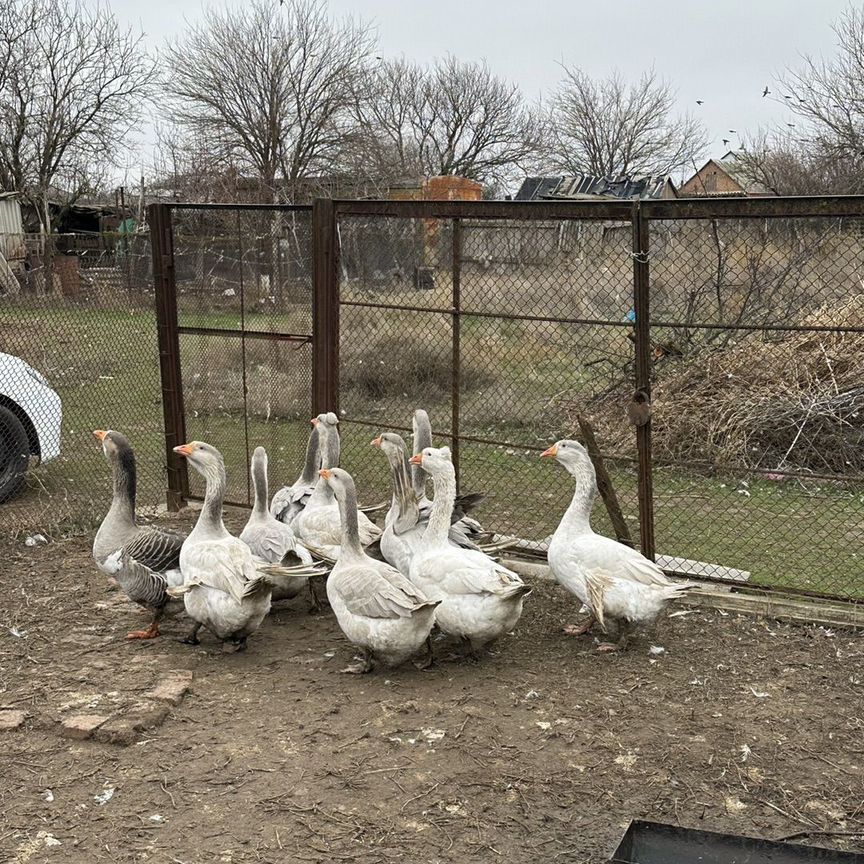 Гуси живым весом