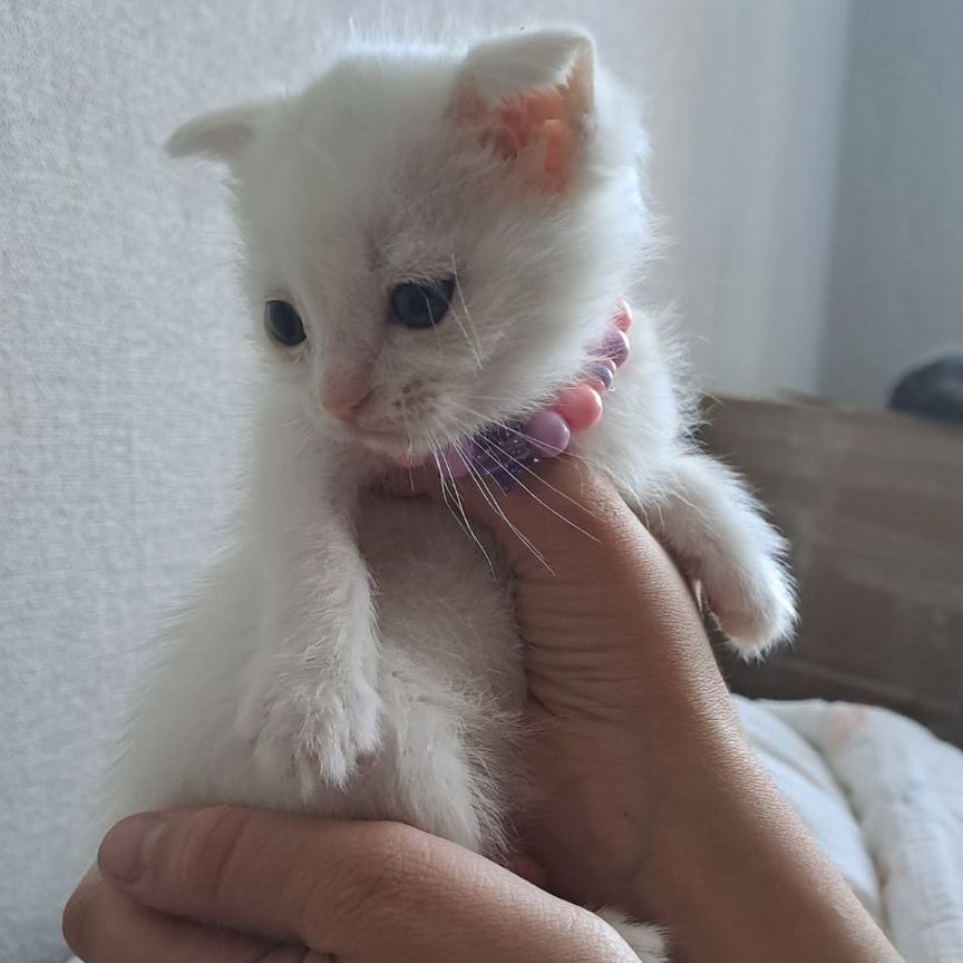 Шотландский вислоухий короткошёрстный котёнок